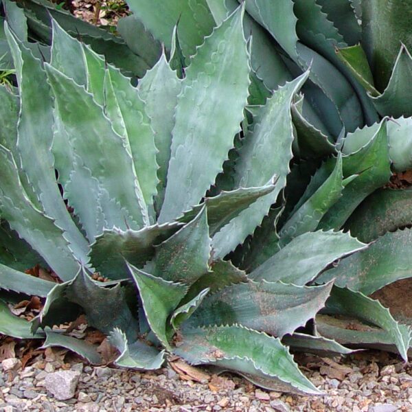 Ethnobotany: Surviving & Thriving in the Desert - The Holland Center